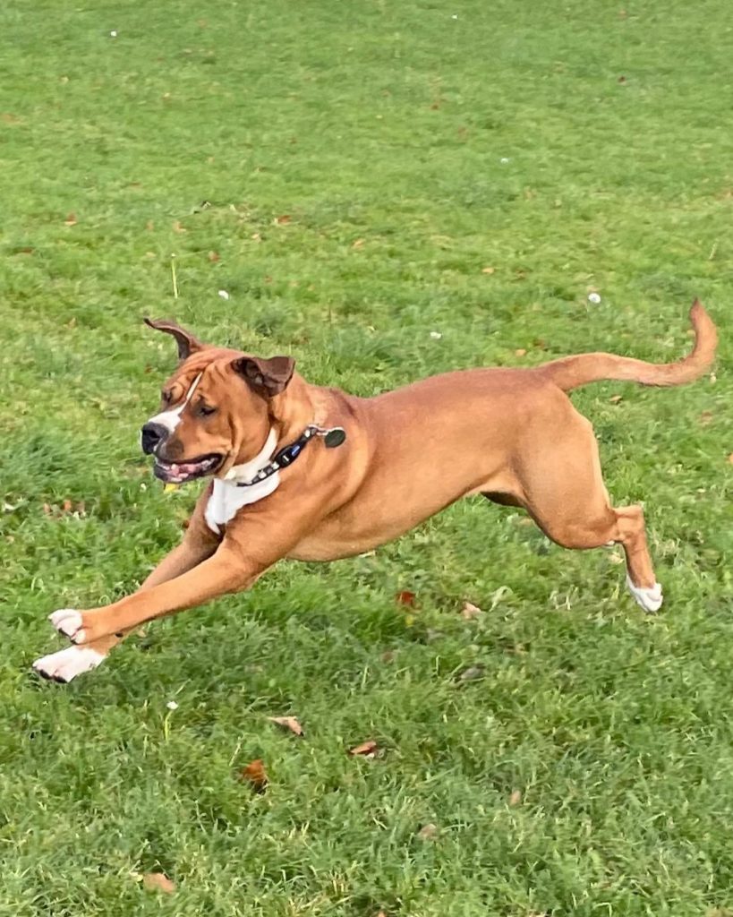 American Bulldog Mixes: 37 And Counting