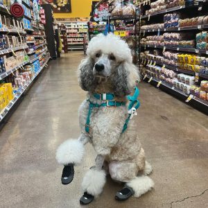 A Sable Poodle: Everything You Need To Know