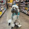A Sable Poodle: Everything You Need To Know