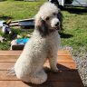 A Sable Poodle: Everything You Need To Know