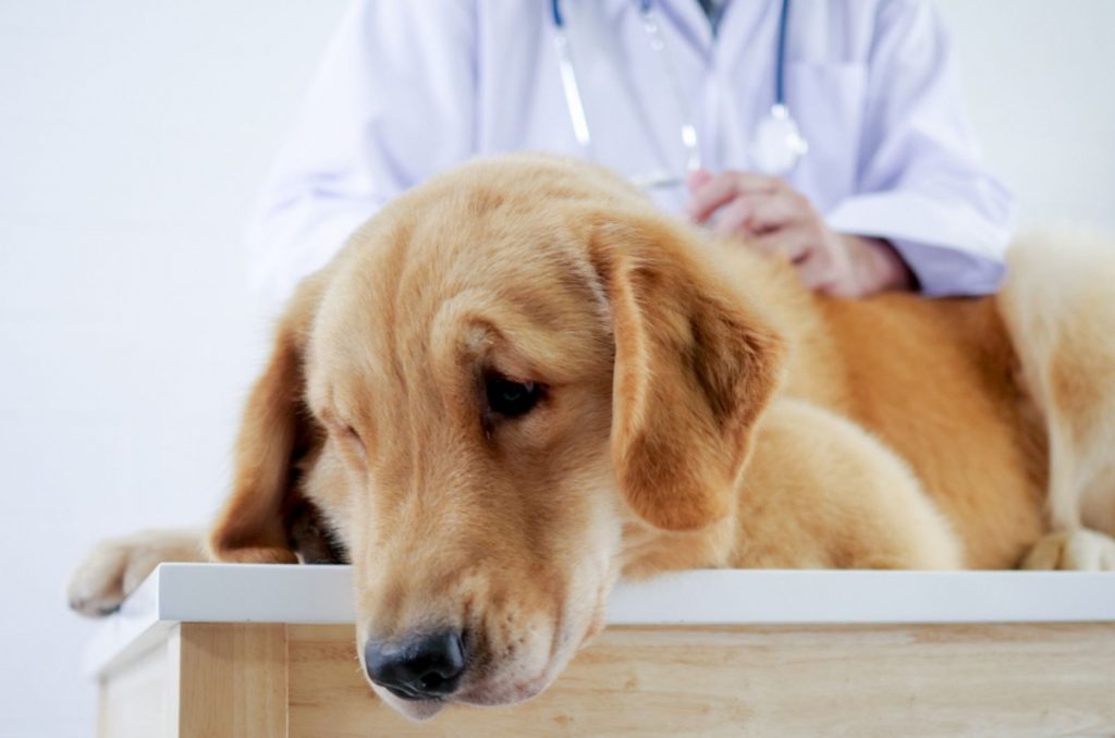 How To Comfort A Dog With Pancreatitis: Remedies & Relief