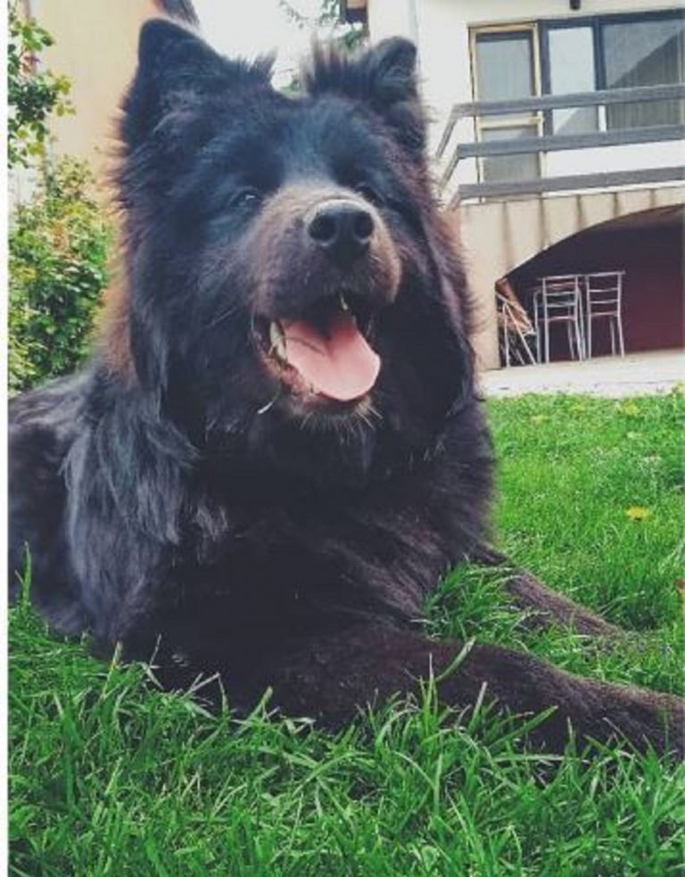 Samoyed German Shepherd Mix Guide