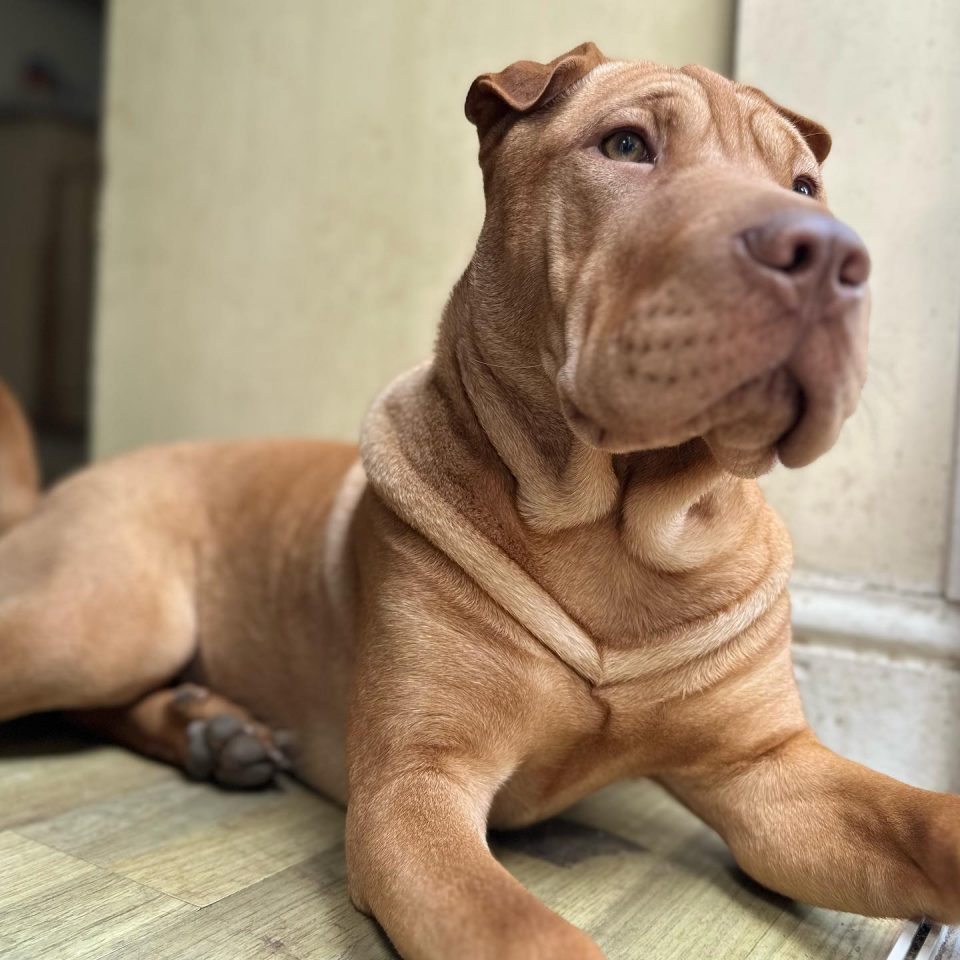 Sharpull Terrier: Meet An Unusual Designer Dog