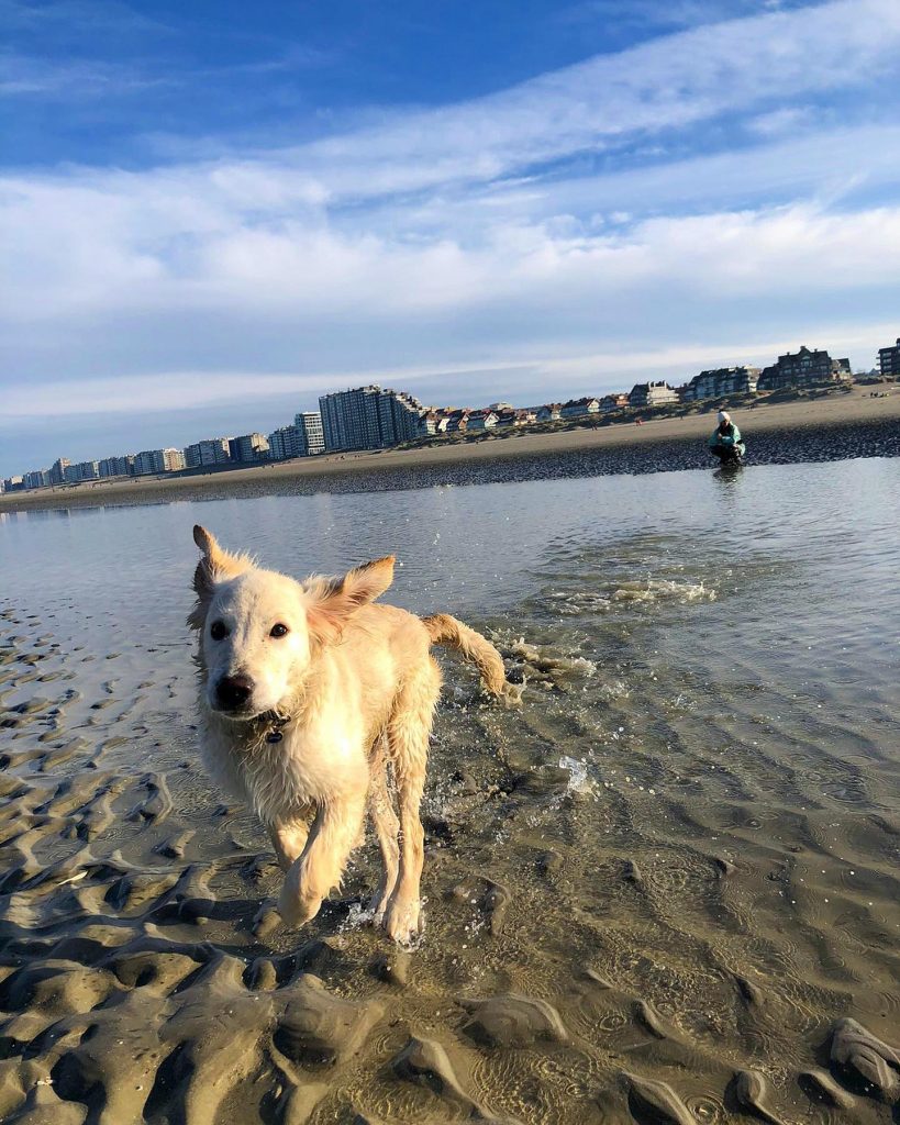 Is A Short Haired Golden Retriever Really A Thing?