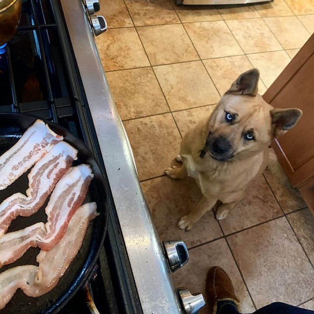 Siberian Husky Akita Mix: The Ultimate Huskita Guide