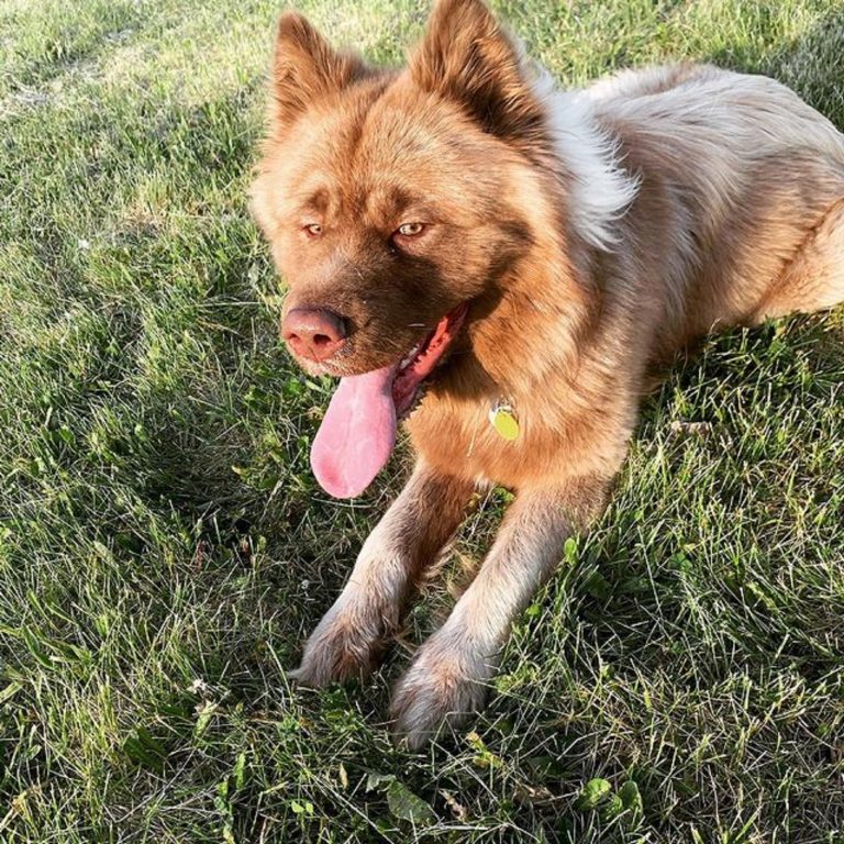 Siberian Husky Akita Mix: The Ultimate Huskita Guide