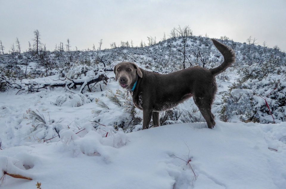 Silver Labradors: Our New Favorite Lab Color