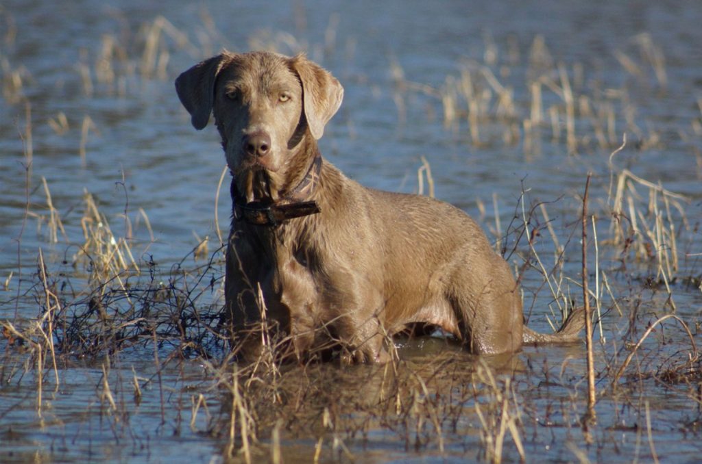Silver Labradors: Our New Favorite Lab Color