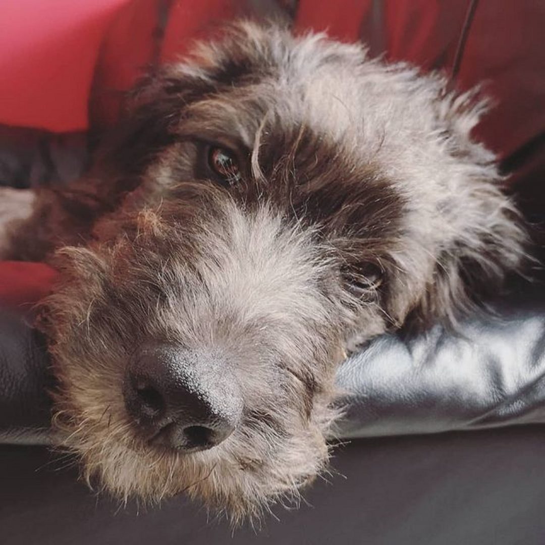 German Shepherd Poodle Mix — Is Shepadoodle The Best Doodle?