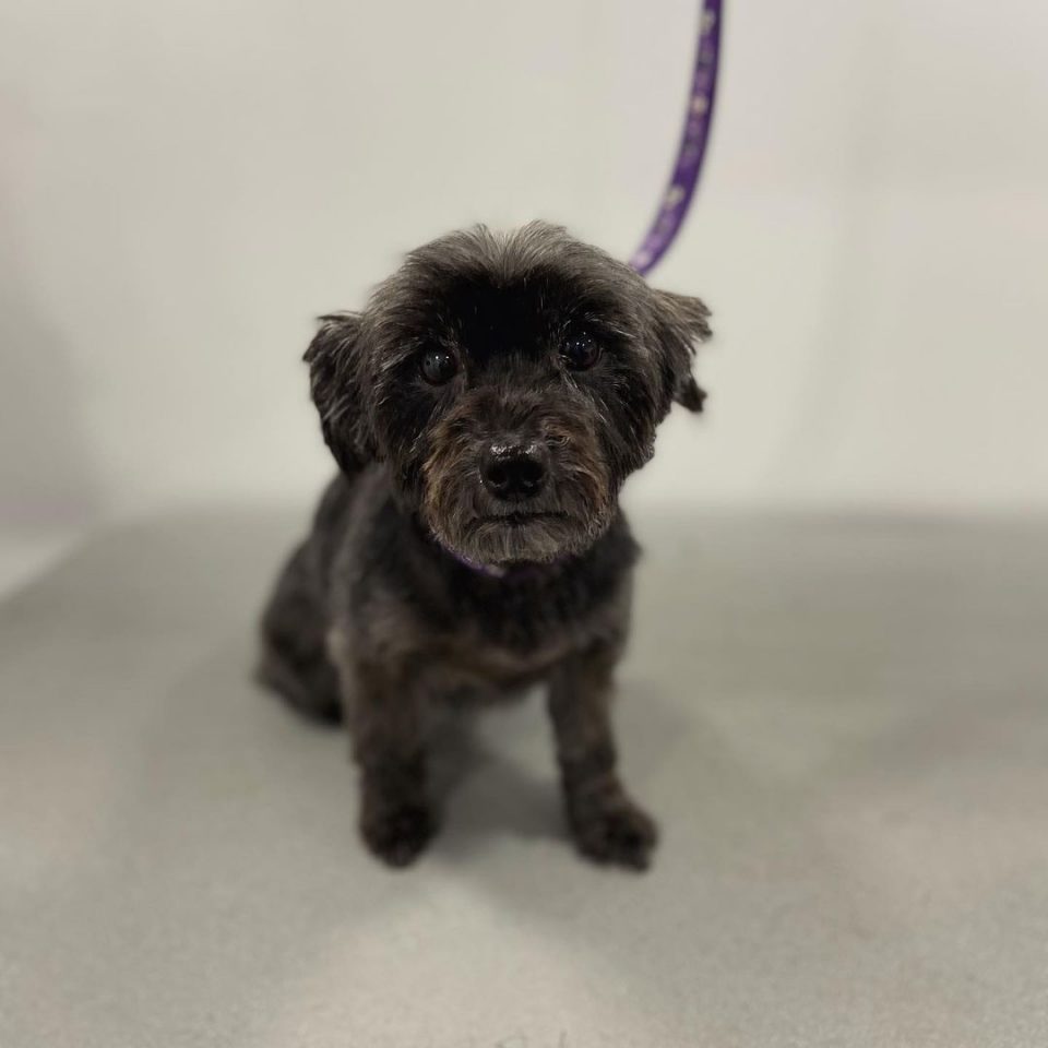 12 Yorkie Poo Haircuts That Are Trending Right Now