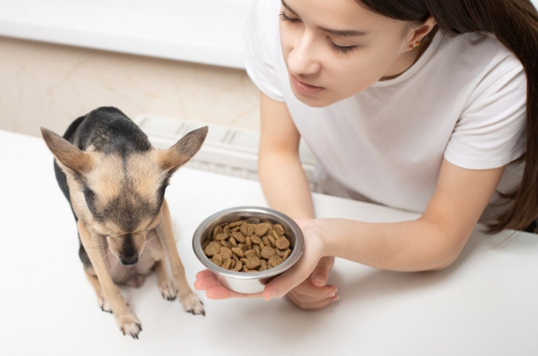 8 Best Home Remedies For A Sick Dog Not Eating
