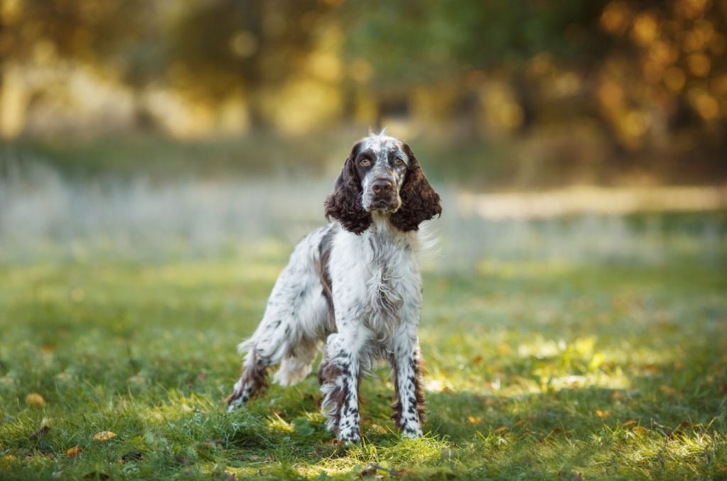 Springer Spaniel Growth Chart - Monthly Guide