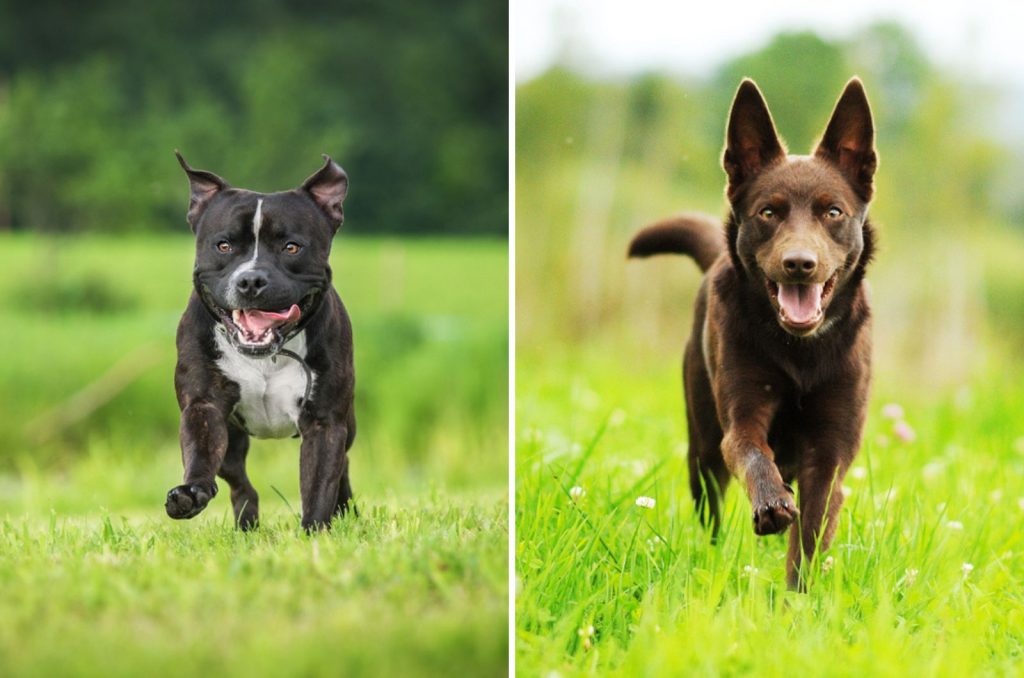 11 Australian Kelpie Mixes — Best Working Dogs