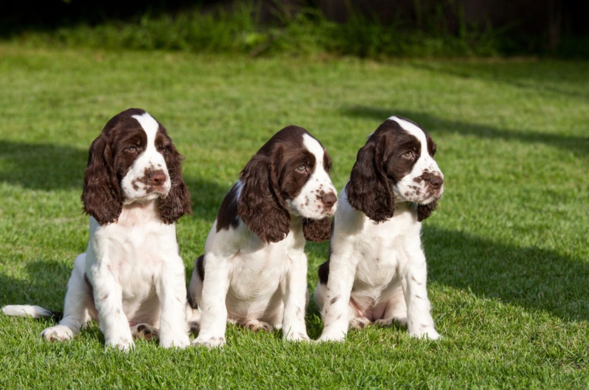 Springer Spaniel Growth Chart - Monthly Guide
