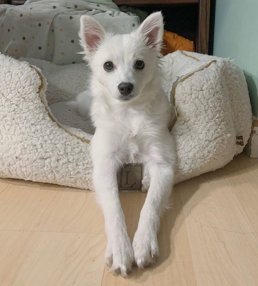 Toy American Eskimo Dogs Have Something In Common With Thor