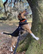 Treeing Walker Coonhound Beagle Mix — The Perfect Hunter