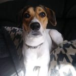 Treeing Walker Coonhound Beagle Mix — The Perfect Hunter