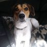 Treeing Walker Coonhound Beagle Mix — The Perfect Hunter