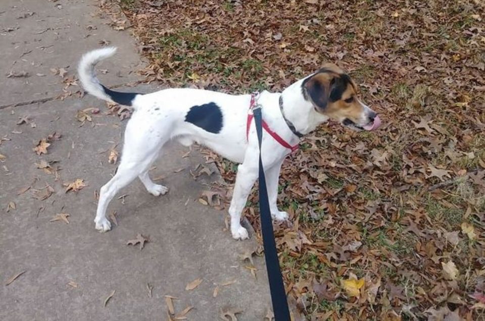 Treeing Walker Coonhound Beagle Mix — The Perfect Hunter