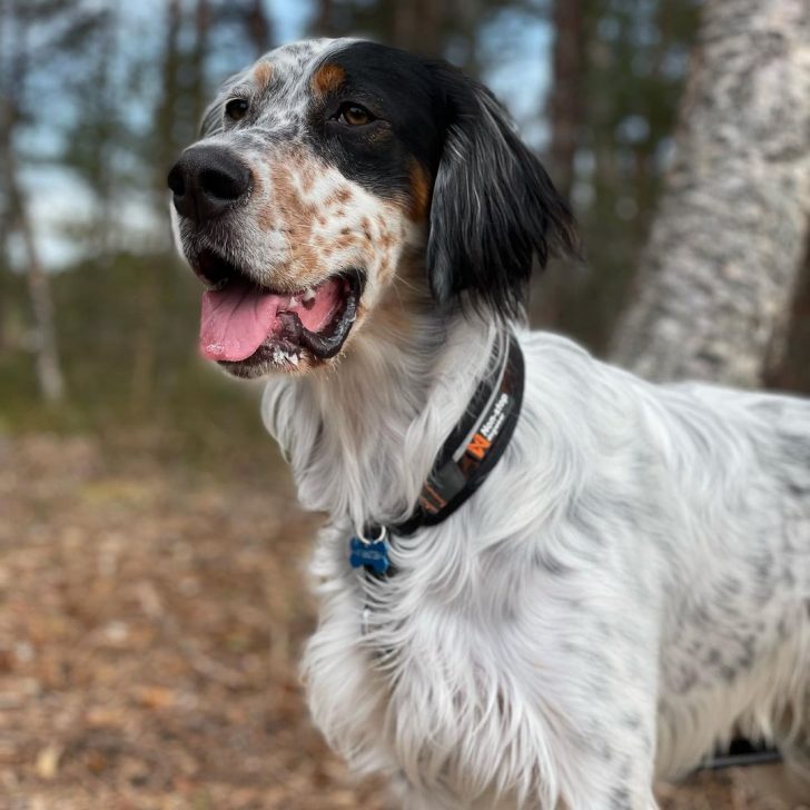 A Guide On The Amazing Tri Color English Setter