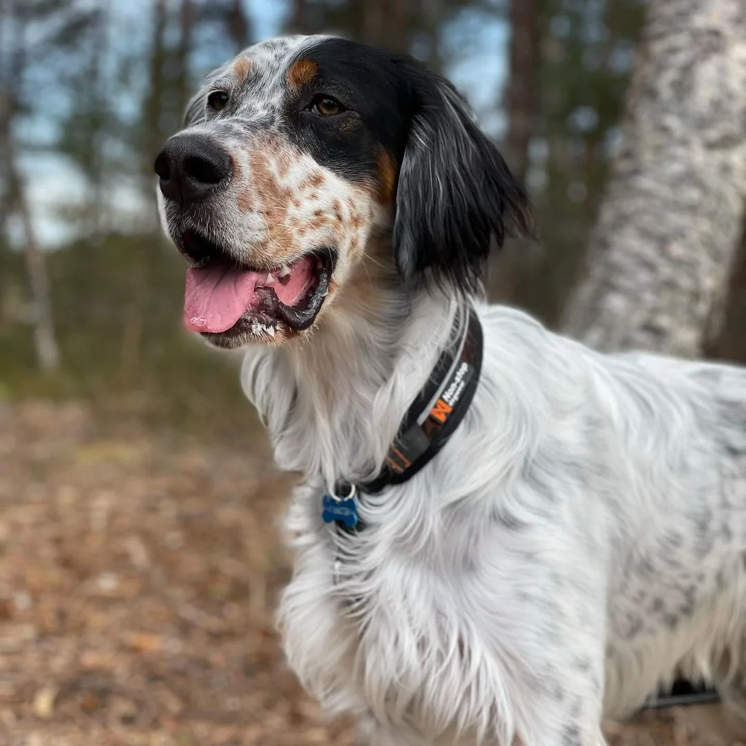 A Guide On The Amazing Tri Color English Setter