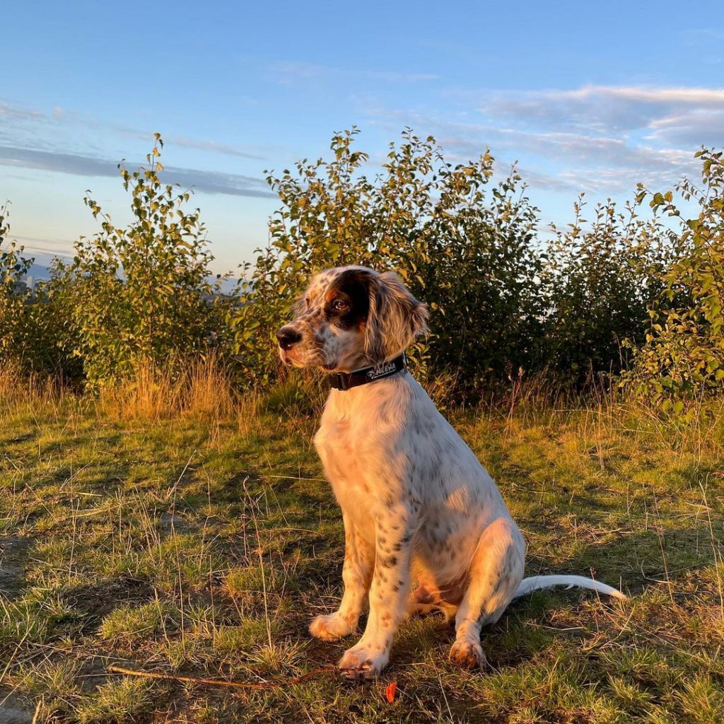 A Guide On The Amazing Tri Color English Setter