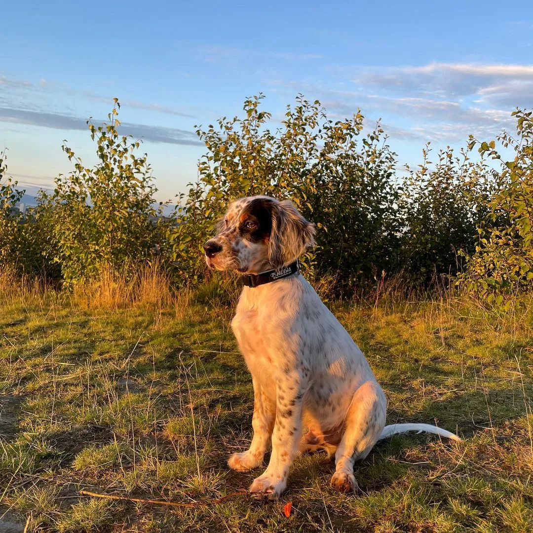 A Guide On The Amazing Tri Color English Setter
