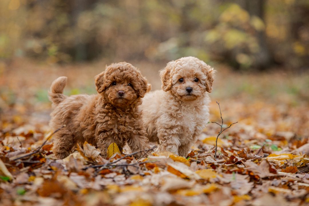 The Top 12 Poodle Breeders In Oregon – Places To Get Poodles