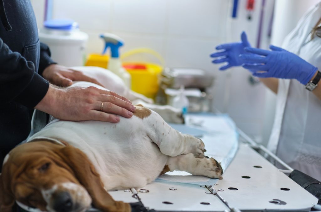 What Are Floating Ribs In Dogs And Can They Be Dangerous?