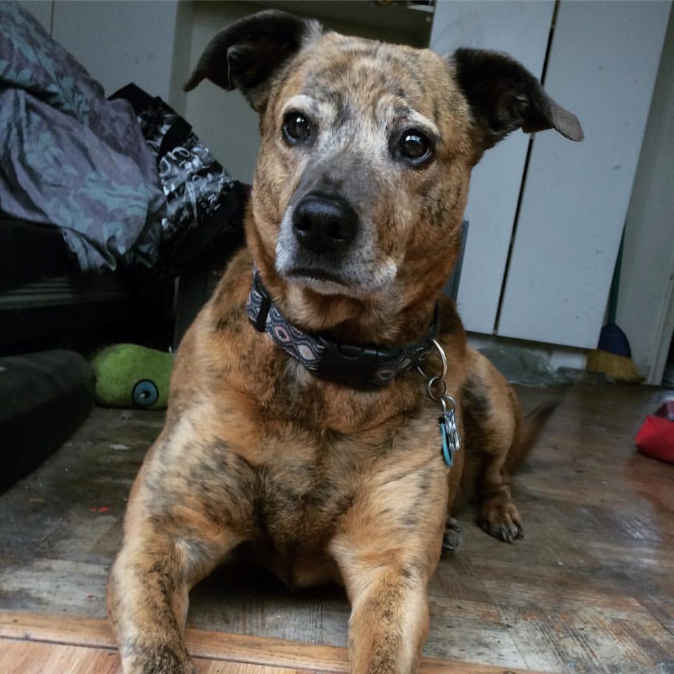 Whippet Pitbull Mix: Mr. Worldwide, But A Bit More Elegant