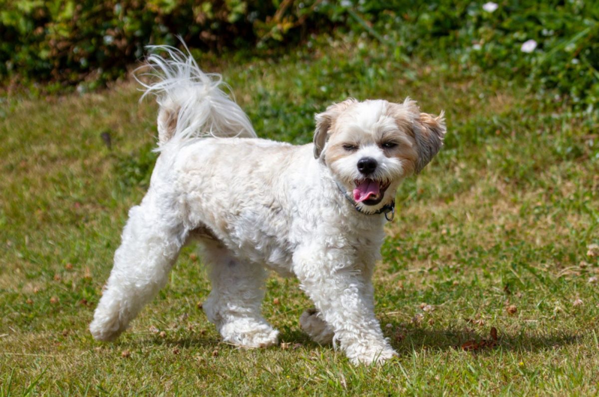 Short Hair Lhasa Apso: Snuggly Coats And Adorable Faces