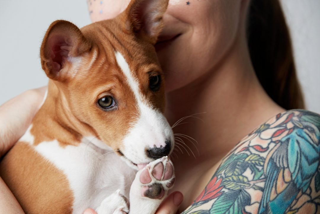 14 Small Brown Dog Breeds As Cute As Nuggets