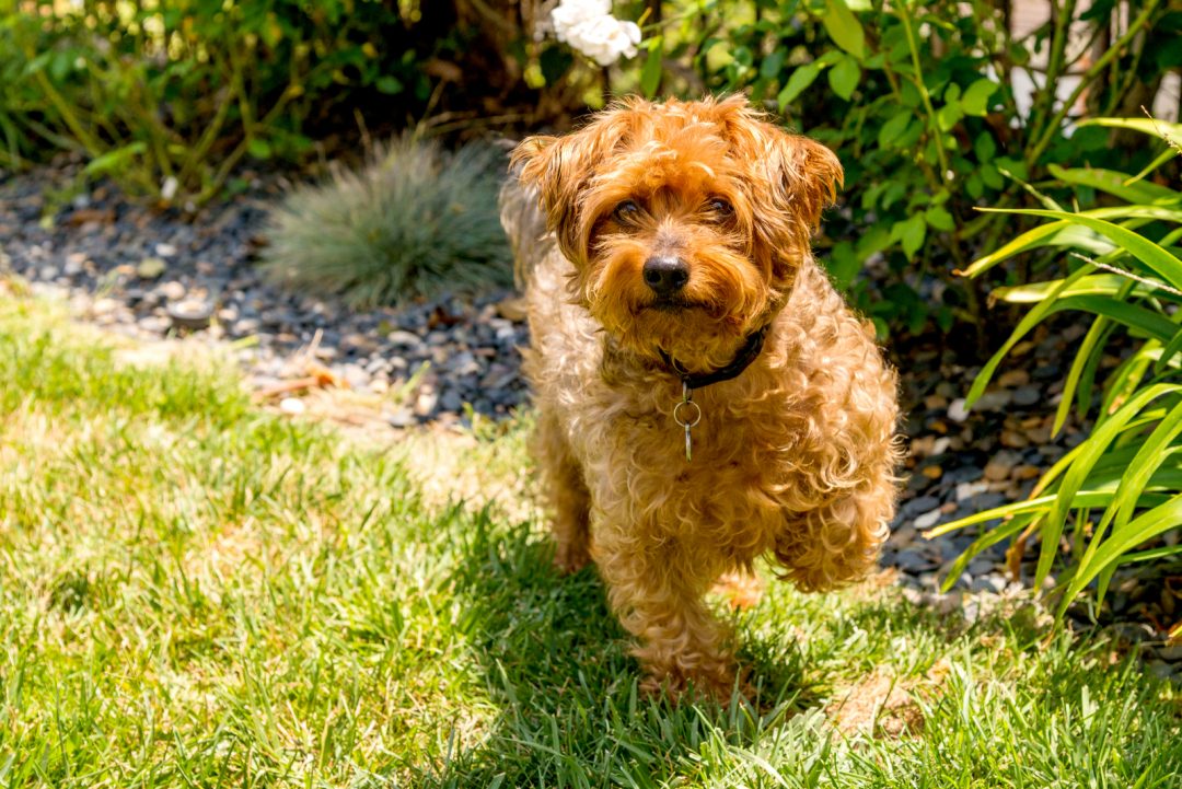 12 Yorkie Poo Haircuts That Are Trending Right Now