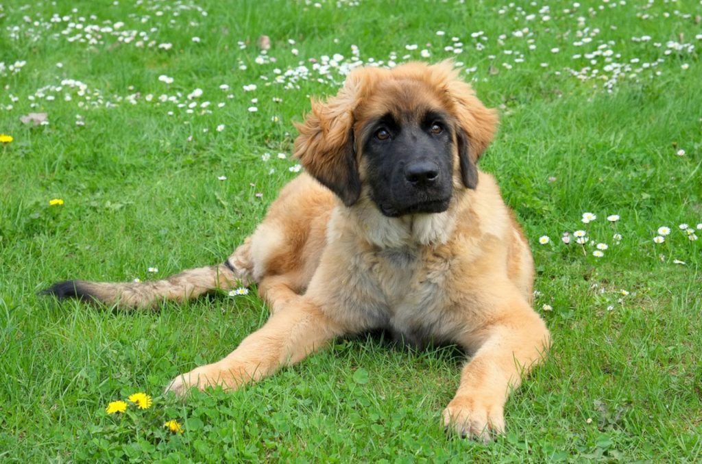 Detailed Leonberger Growth Chart For All Dog Lovers