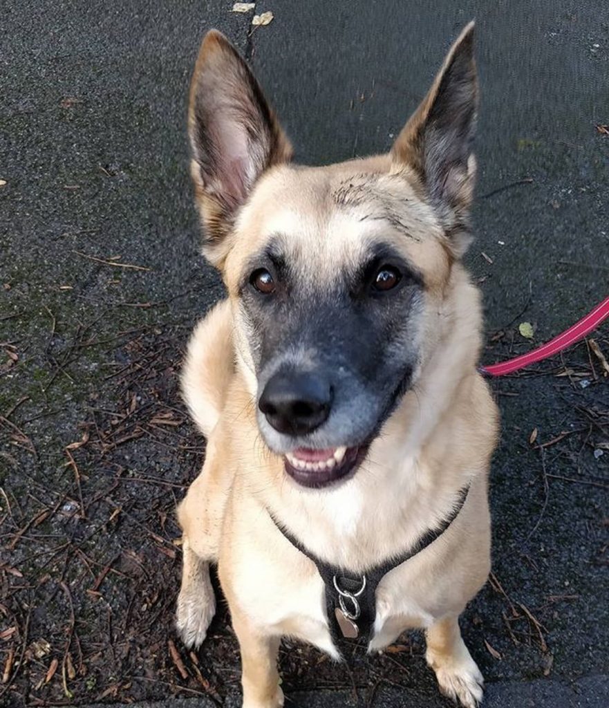 The German Shepherd Akita Mix: What Makes A Good Shepkita?