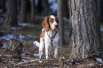 Springer Spaniel Growth Chart - Monthly Guide