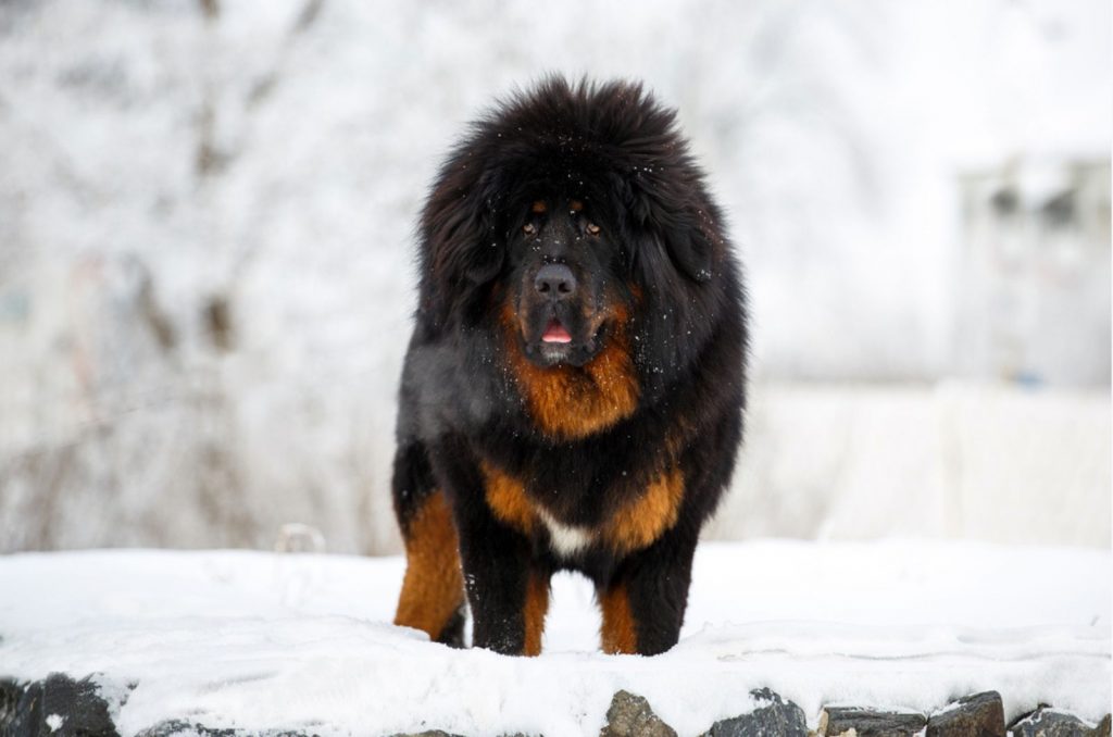 Stunning Brown And Black Dog Breeds Photos