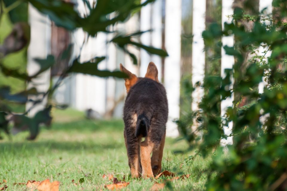 Why Do German Shepherds Have Sloped Backs? Uncover The Truth