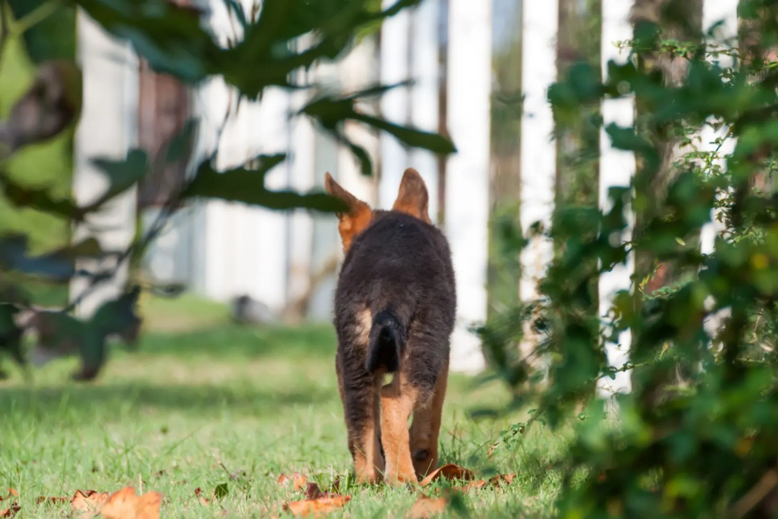 Why Do German Shepherds Have Sloped Backs? Uncover The Truth