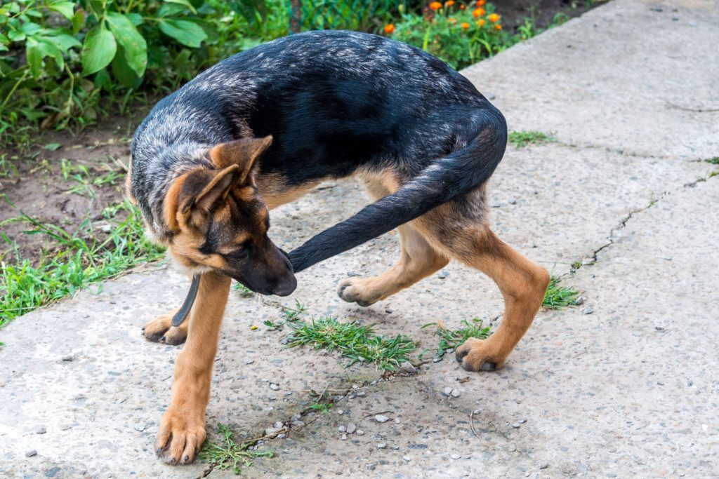5 Wag-nificent German Shepherd Tail Types