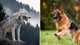 All The Differences Between Wolves And German Shepherd Dogs