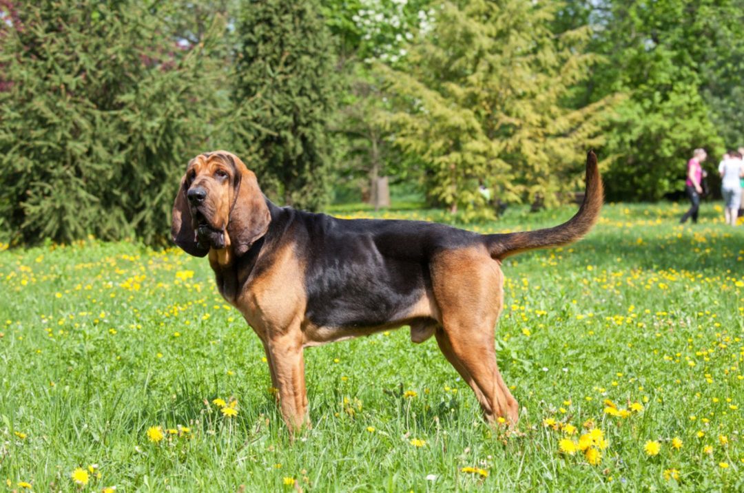 Bloodhound Growth Chart - Uncovering The Sleuth Hound Size