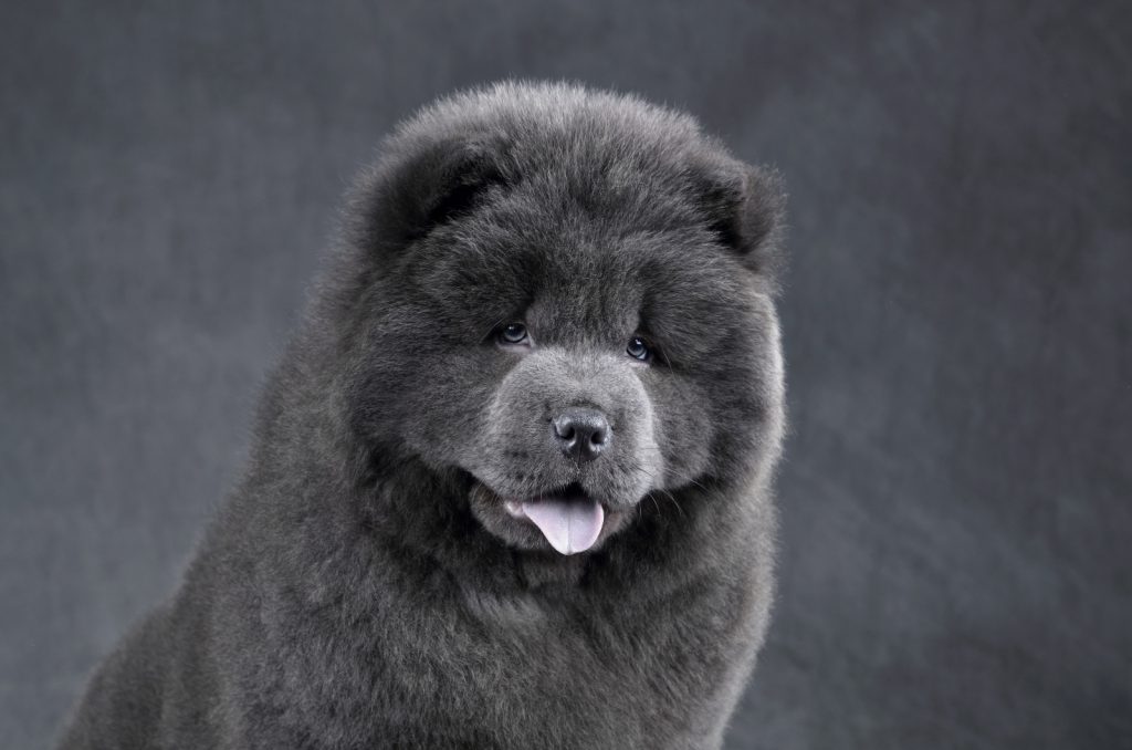 What's Interesting About Blue Chow Chows?