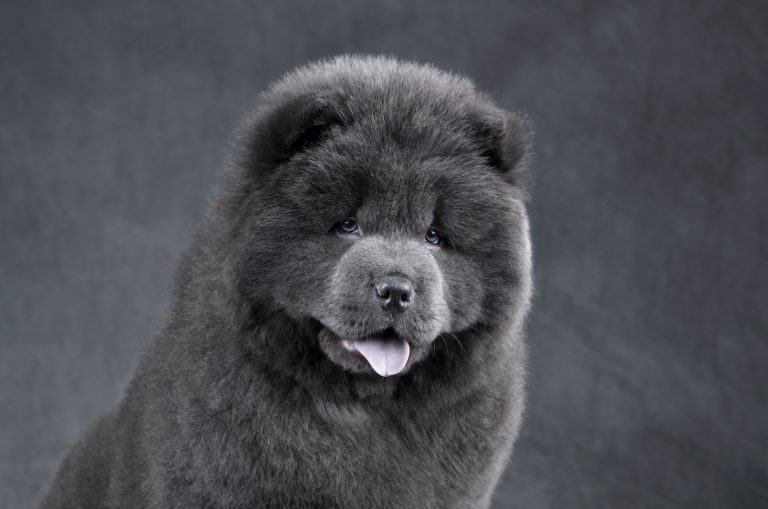 What's Interesting About Blue Chow Chows?