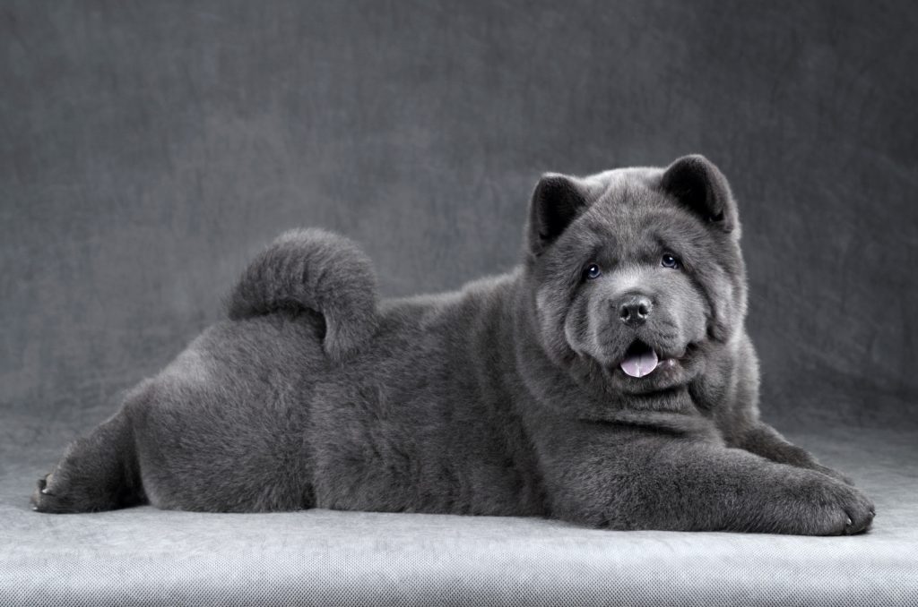 What's Interesting About Blue Chow Chows?