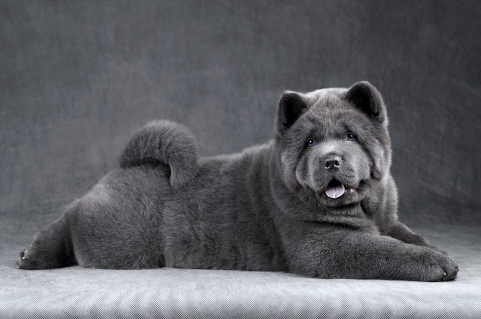 What's Interesting About Blue Chow Chows?