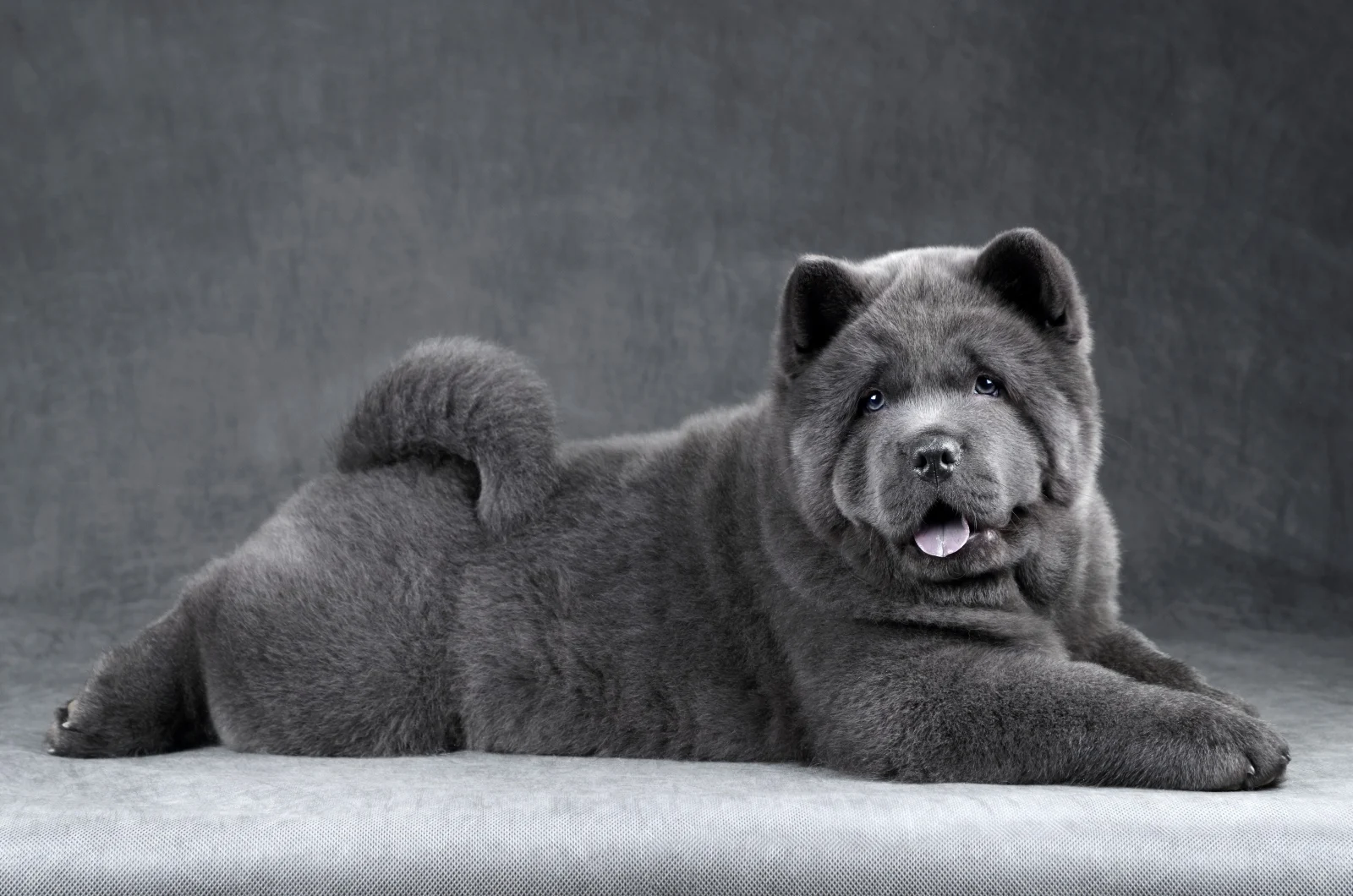 What's Interesting About Blue Chow Chows?
