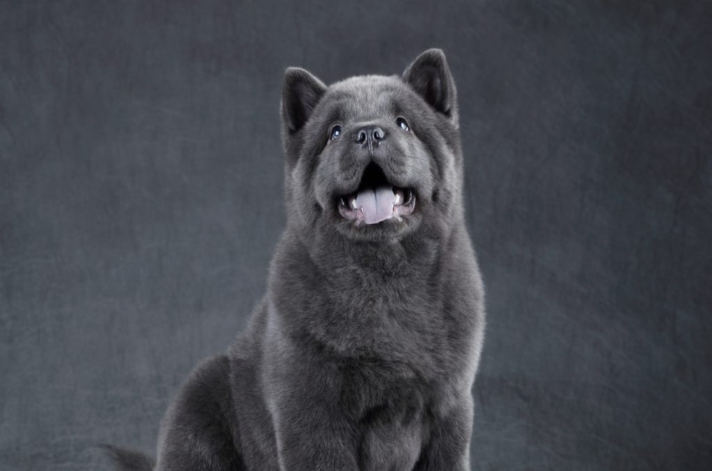 What's Interesting About Blue Chow Chows?