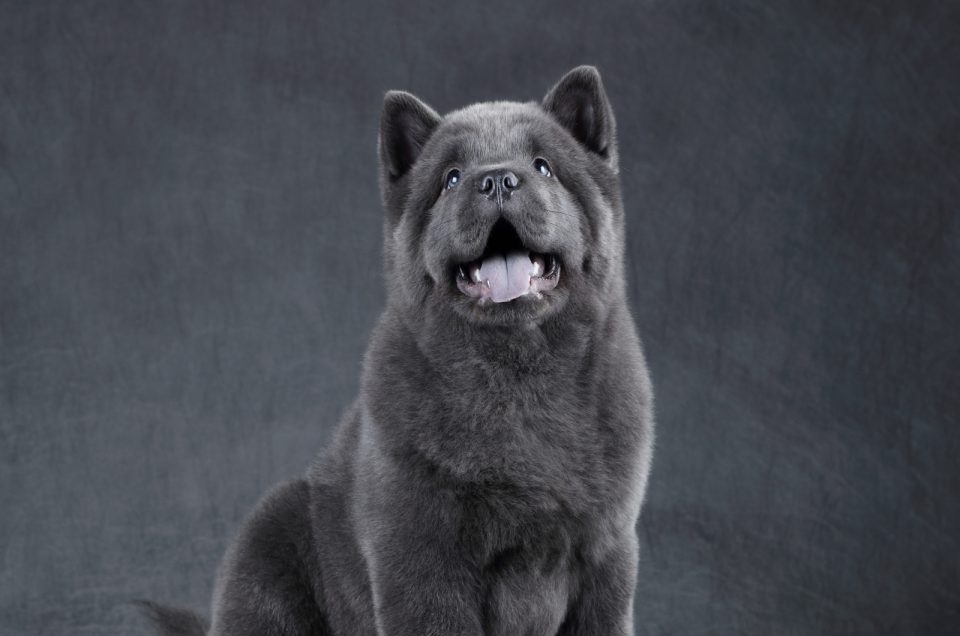What's Interesting About Blue Chow Chows?
