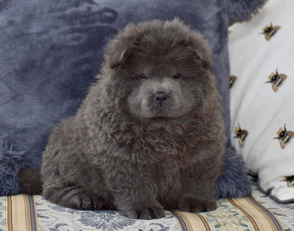 What's Interesting About Blue Chow Chows?